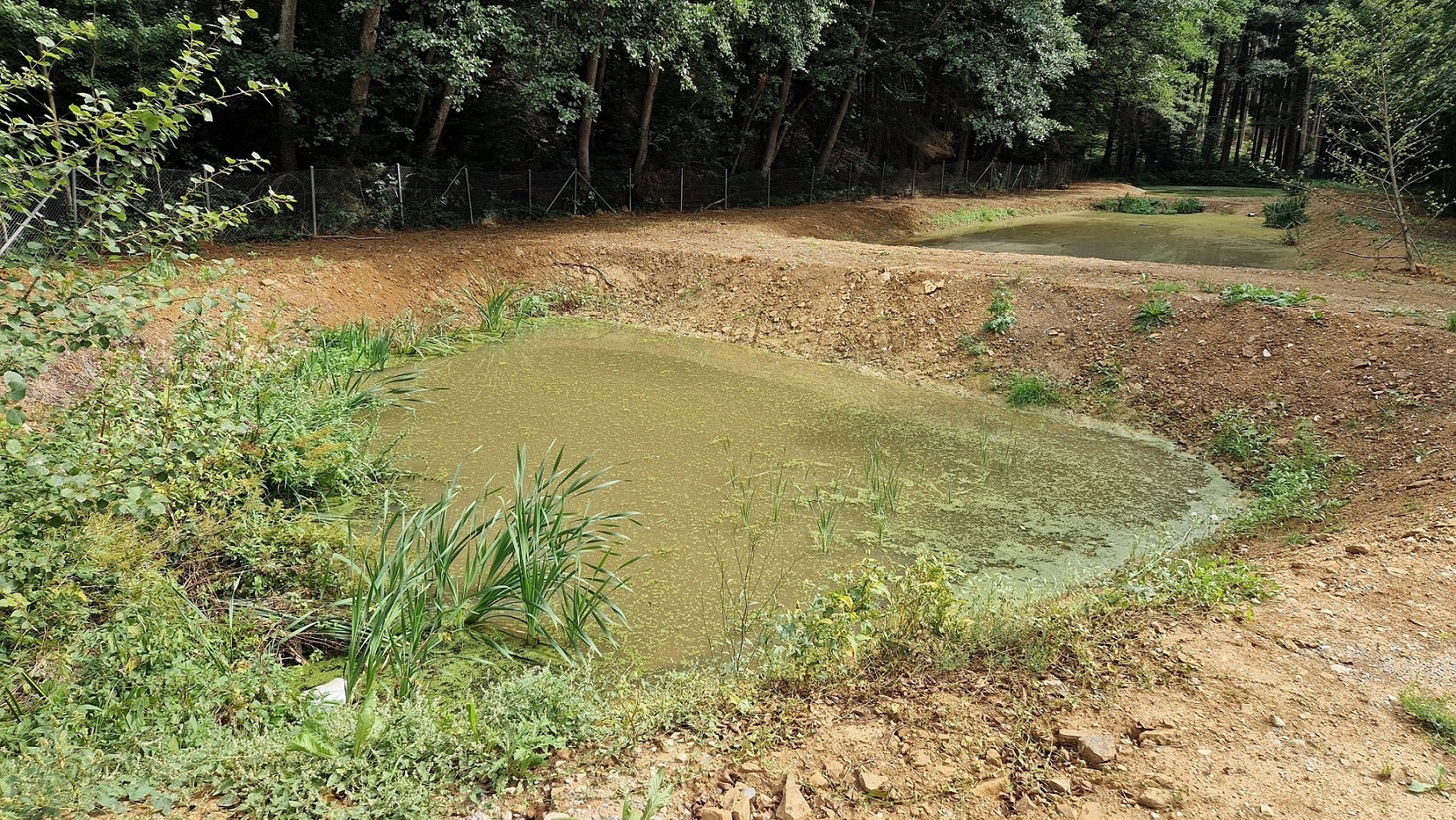 Biodiversität / Blühstreifen / Biotope - Gemeinde Spraitbach